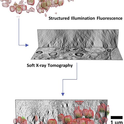 Illustration Of Correlative Imaging Combining Structured Illumination Download Scientific