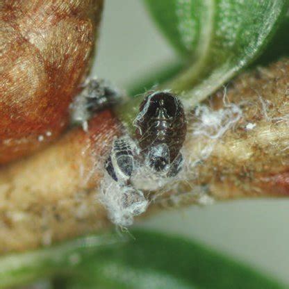 Simplified Life Cycle Of Hemlock Woolly Adelgid The Anholocycle Part