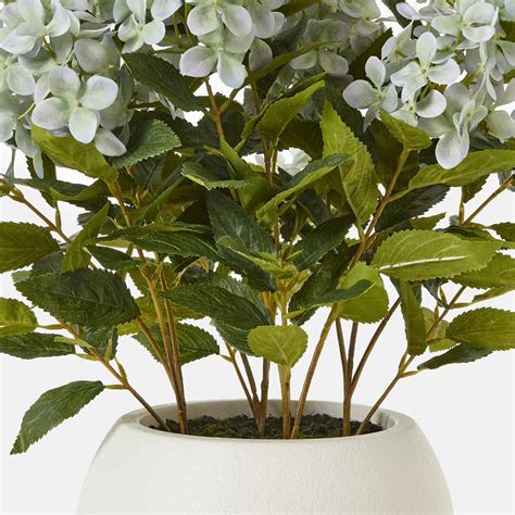 Medium Green Hydrangea Plant In Pot Dukes Home Interiors