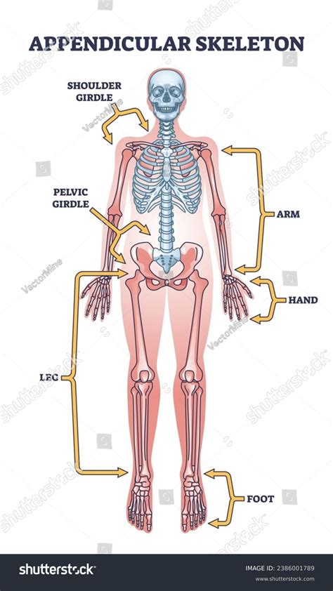 Appendicular Skeleton Human Body Skeletal System Stock Vector Royalty Free 2386001789