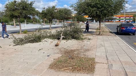 Choca con árbol por evitar atropellamiento