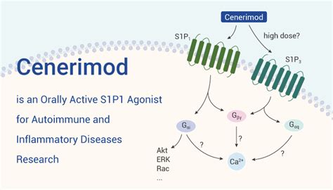 Cenerimod Is An Orally Active S1p1 Agonist For Autoimmune And