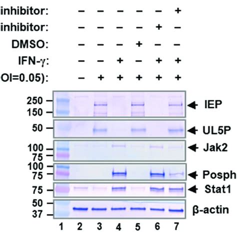 Inhibition Of Ehv 1 Replication By Ifn γ Is Mediated By Jak Stat1