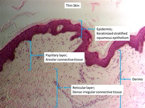 Skin Layers Histology