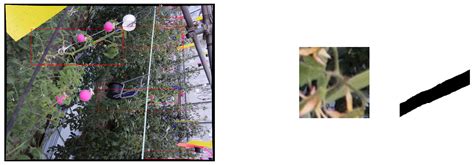 An Automatic Tomato Growth Analysis System Using Yolo Transfer Learning