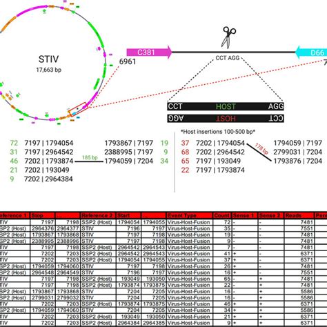 Host To Virus Recombination In Sulfolobus Turreted Icosahedral Virus Download Scientific