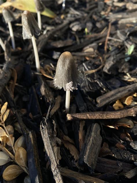 Help Identifying Mushroom Rmycology