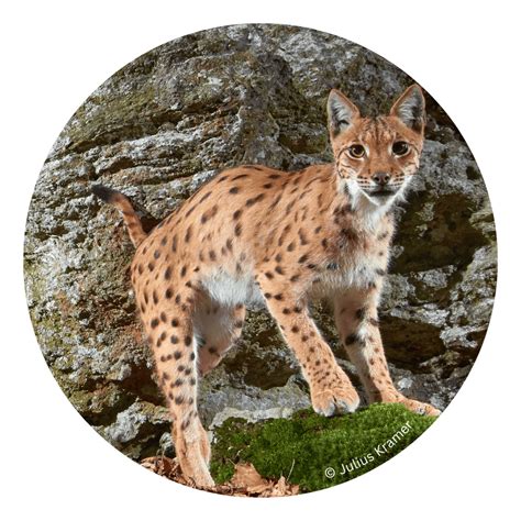 Luchs Thüringen