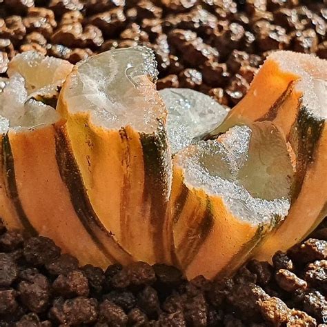 만상금 Kr Succulent 엑스플랜트 Kr Facebook