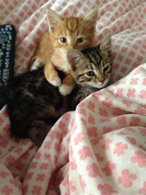 Cat Siblings Having Kittens At Evie Beirne Blog
