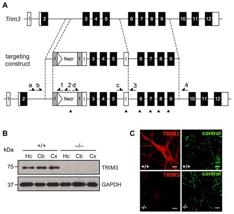 Generation Of A Trim3 Knockout Mouse And Validation Of Trim3 Depletion