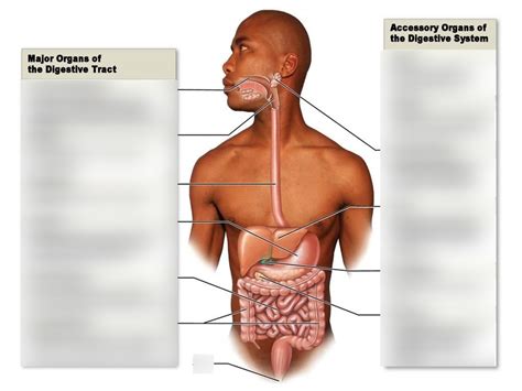Anatomy Final Exam Part 11 Diagram Quizlet