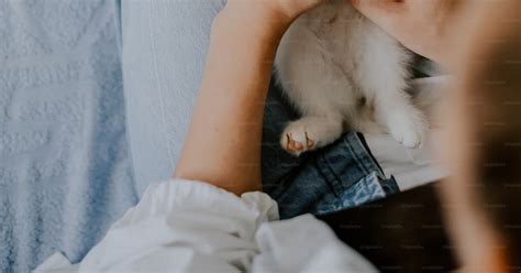 흰 고양이와 함께 침대에 누워 있는 사람 사진 Unsplash의 고양이 이미지