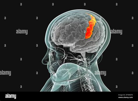 Human Brain With Highlighted Postcentral Gyrus Illustration Stock