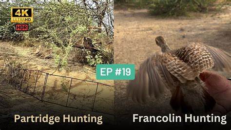 Partridge Hunting 👌 Francolin Hunting 💕 Teetar Ka Shikar 💞 तीतर का