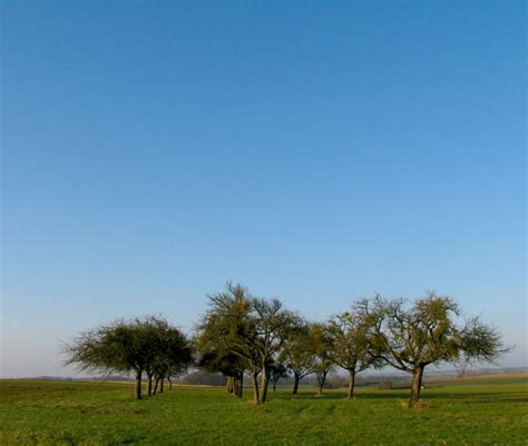 Banco De Imagens Panorama árvore Natureza Grama Horizonte Campo