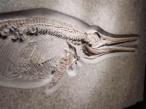 Ancient Fossilized Small Ichthyosaur With Shadow Mounted Skeleton