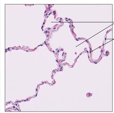 Epithelial Tissue Flashcards Quizlet