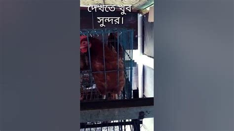 লেয়ার মুরগি দেখতে অনেক সুন্দর। Looking So Beautiful Layer Murgi Youtube