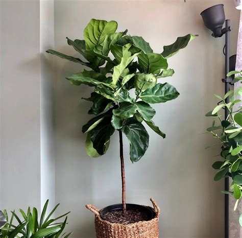 Ficus Lyrata Fiddle Leaf Fig Eds Plant Shop