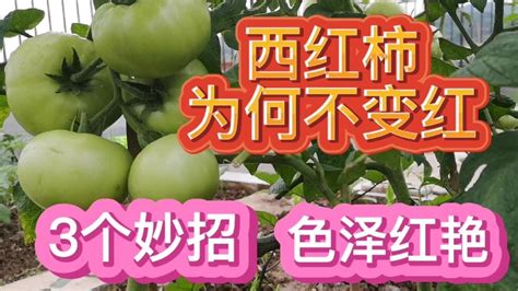 种植西红柿为什么果子只长个不变红怎样有效预防我来支招 YouTube