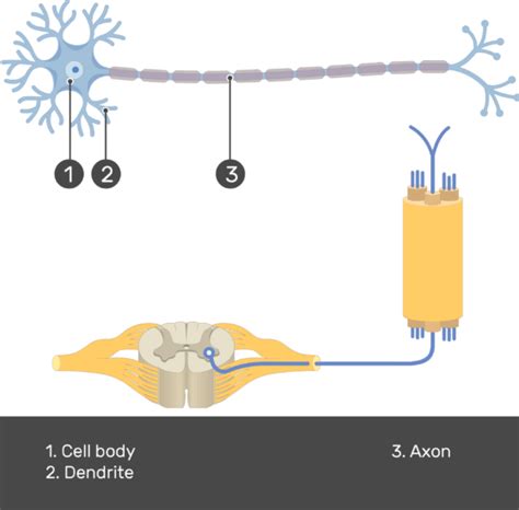 Multipolar Neurons Structure Functions And Diagram Getbodysmart