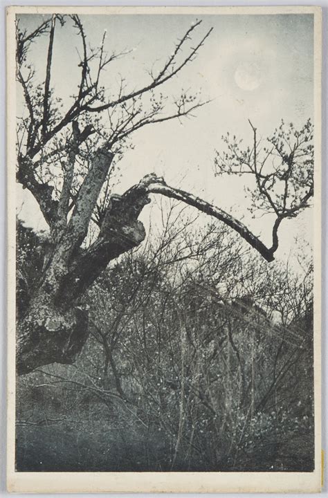 [夜桜] Tomuco Tokyo Museum Collection