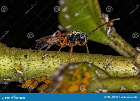 Common Hover Fly Parasitoid Wasp Stock Image Image Of Common