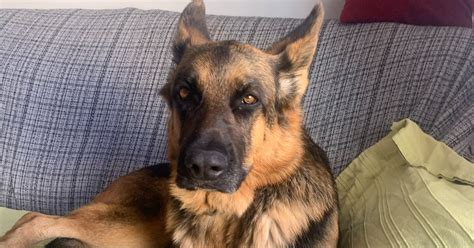 Tres Trucos Sencillos Para Evitar Que Tu Perro Ladre Cada Vez Que