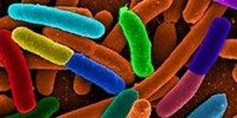 Microbes Affect Weight Loss The Scientist