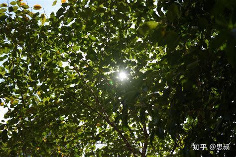 一枚多用途超长焦“八倍镜” 腾龙50 400mm F45 63主观上手评测 知乎