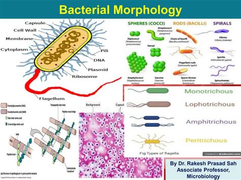 Bacterial Morphologyppt
