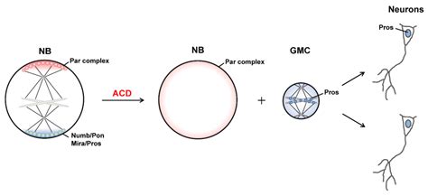 Schematic Diagram Of Cell Reproduction Circuit Diagram