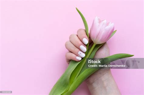 아름다운 매니큐어와 여성 손 복사 공간과 분홍색 종이 배경에 튤립 꽃 흰색 상아 타원형 손톱 긴에 대한 스톡 사진 및 기타