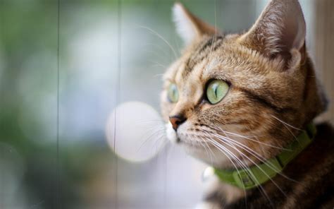Papel De Parede 1920x1200 Px Animais Gatos 1920x1200 Wallpaperup