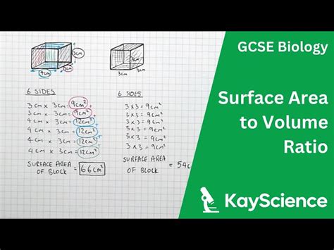 Matthew Marhefka Surface Area To Volume Ratio Pdf Chapter 2