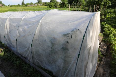 13 Ways To Protect Tomato Plants From Cold And Frost