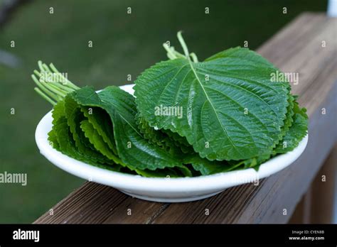 Perilla Frutescens Hi Res Stock Photography And Images Alamy