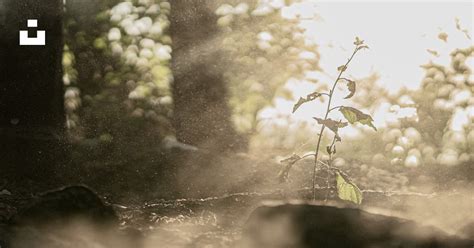 나무와 식물을 통해 들어오는 태양 광선 사진 Unsplash의 무료 자연 이미지