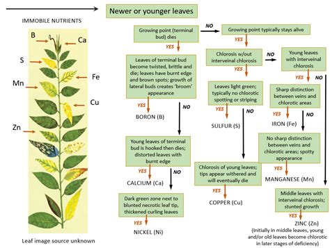 Identifying Nutrient Deficiencies In Your Garden Plants Just Grow