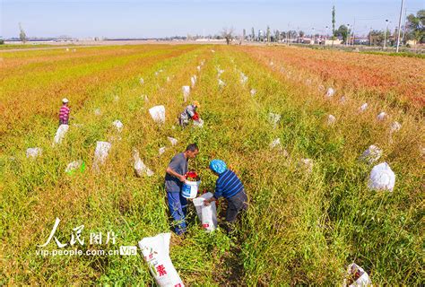新疆昌吉辣椒丰收晾晒忙 种植户 二六工镇 自治区