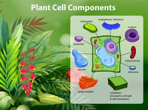 Cytoplasm Clip Art Illustrations Royalty Free Vector Graphics And Clip