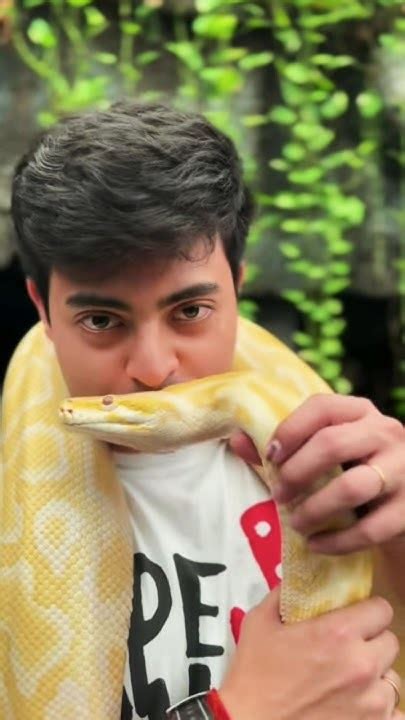 সাপের গালে চুমু খাচ্ছেন দিব্যজ্যোতি ভিডিও দেখে হতবাক নেটপাড়া Shorts