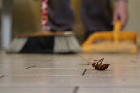 Challenges In Pest Control Industry Pest Exterminators