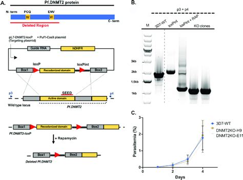 The Putative Dnarna Methyltransferase Pf Dnmt2 Is Not Essential For