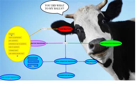 Lab 7 Bull Castrations