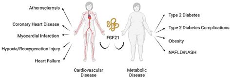 Targeting Fgf21 In Cardiovascular And Metabolic Diseases From