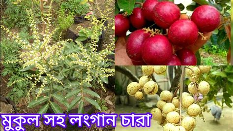 খুব কম দামে মুকুল সহ লংগানের মাতৃকলম চারা Longan লংগান Viral Youtube