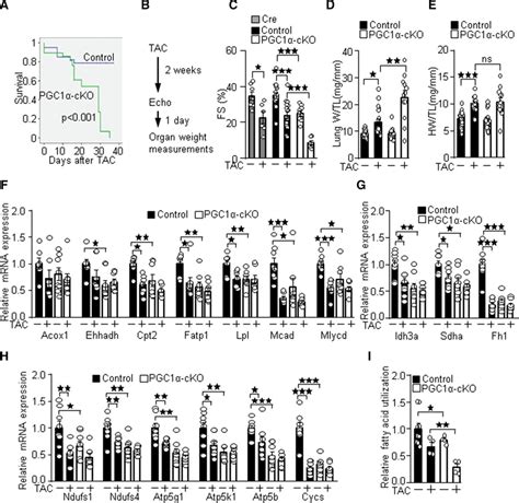 Recruitment Of Rna Polymerase Ii To Metabolic Gene Promoters Is