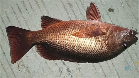 Kerala Fishing Video ചെമ്പല്ലി Youtube